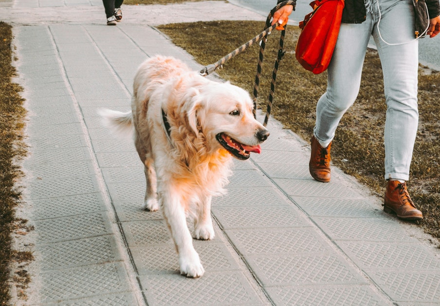 How Dog Walking Became a Common Cause of Injury and What You Can Do ...